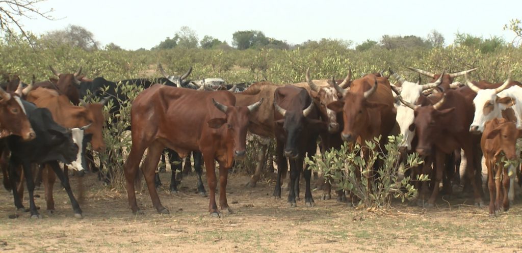 Bienvenue sur le Portail Web du CILSS » Projet PRAPS-2